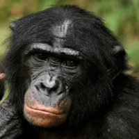 Welche Menschenaffenarten gibt es? | Orang-Utans in Not e.V.