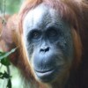Welche Menschenaffenarten gibt es? | Orang-Utans in Not e.V.
