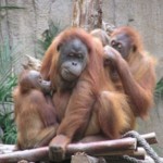 Welche Menschenaffenarten gibt es? | Orang-Utans in Not e.V.
