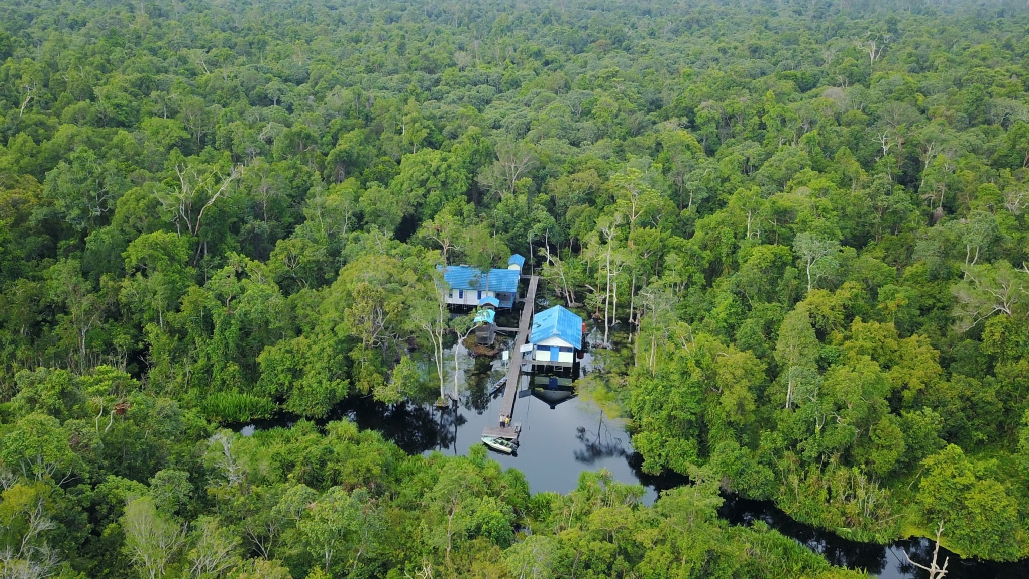 Reforestation in Borneo | Orang-Utans in Not e.V.