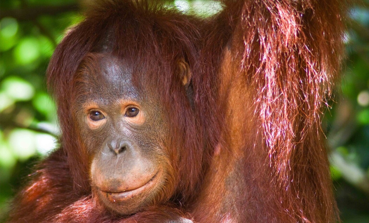Hilfe für Orang-Utans | Orang-Utans in Not e.V. Hilfe für Orang-Utans | Orang-Utans in Not e.V.