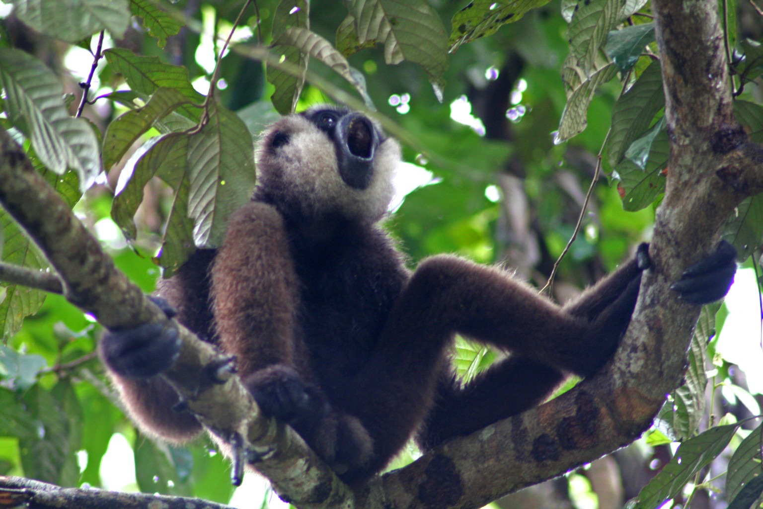 Steckbrief der Gibbons | Orang-Utans in Not e.V.