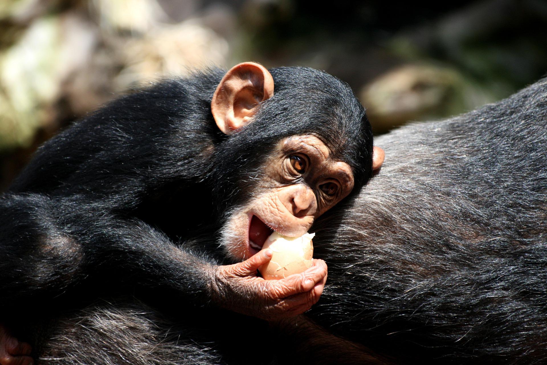 Steckbrief der Schimpansen | Orang-Utans in Not e.V.