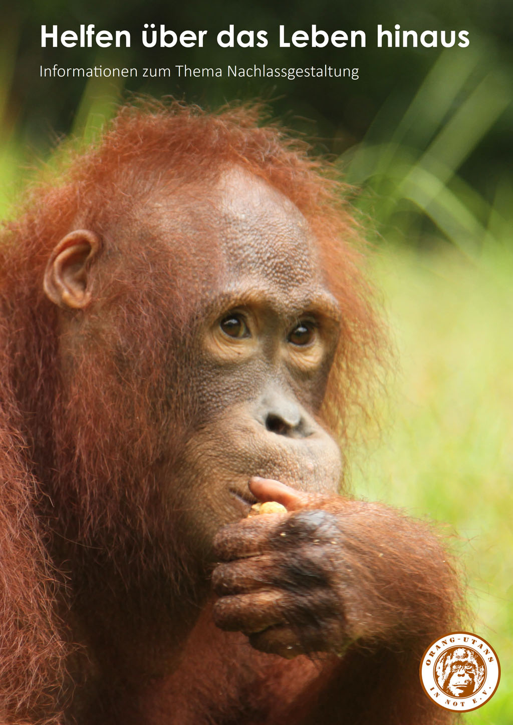 Ihr Nachlass für die Orang-Utans | Orang-Utans in Not e.V. Ihr Nachlass für die Orang-Utans | Orang-Utans in Not e.V.