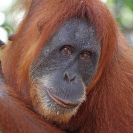 Welche Menschenaffenarten gibt es? | Orang-Utans in Not e.V.