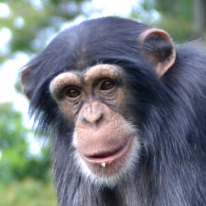 Welche Menschenaffenarten gibt es? | Orang-Utans in Not e.V.
