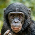 Welche Menschenaffenarten gibt es? | Orang-Utans in Not e.V.