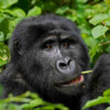 Welche Menschenaffenarten gibt es? | Orang-Utans in Not e.V.