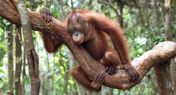 Ihr Nachlass für die Orang-Utans | Orang-Utans in Not e.V. Ihr Nachlass für die Orang-Utans | Orang-Utans in Not e.V.